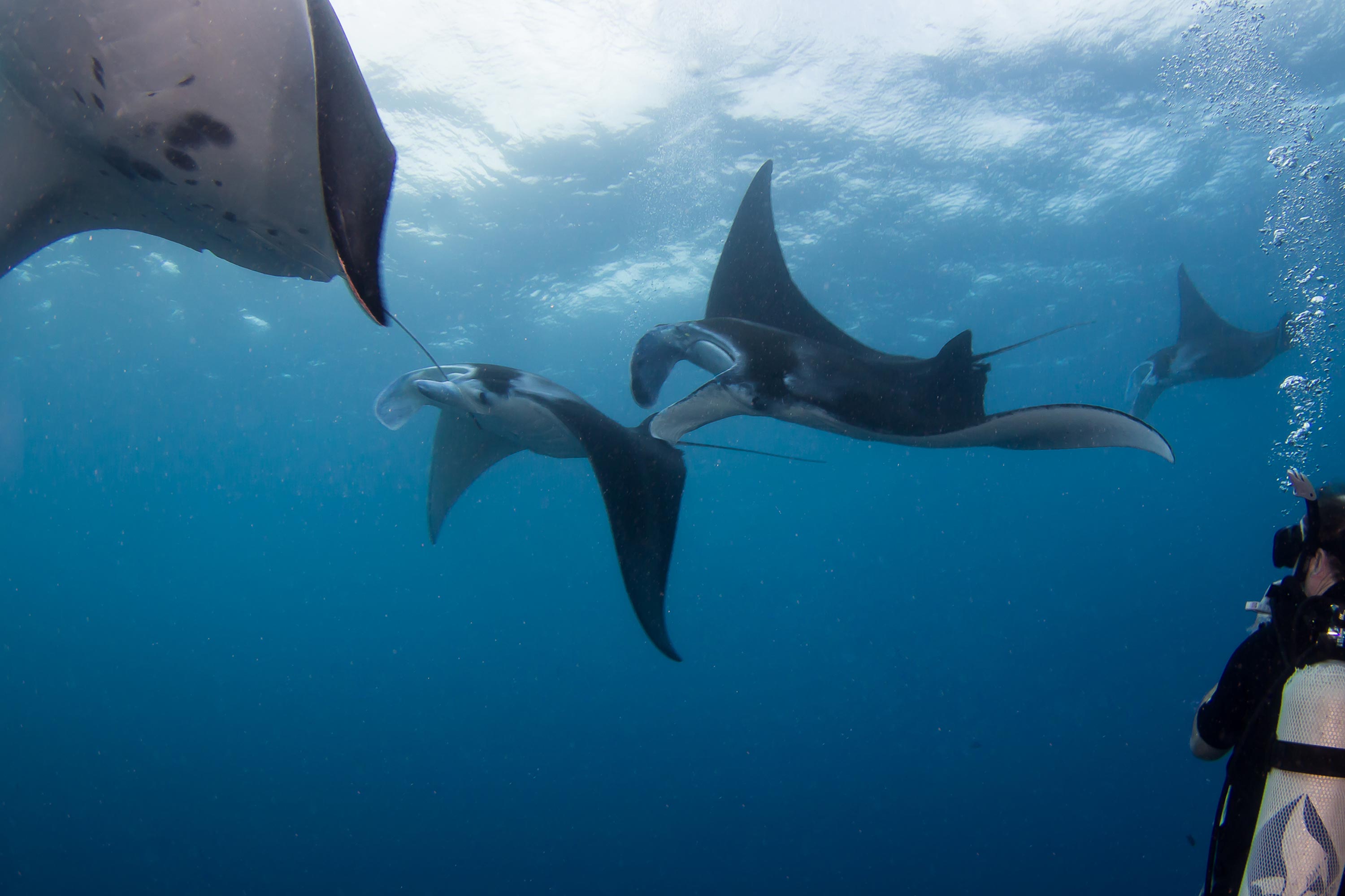 Yap Dive Holidays And Travel Micronesia | travel&co.